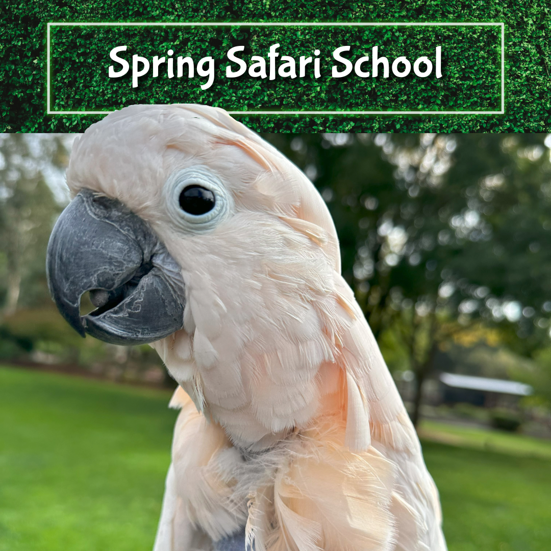 Tickets – Wildlife Safari