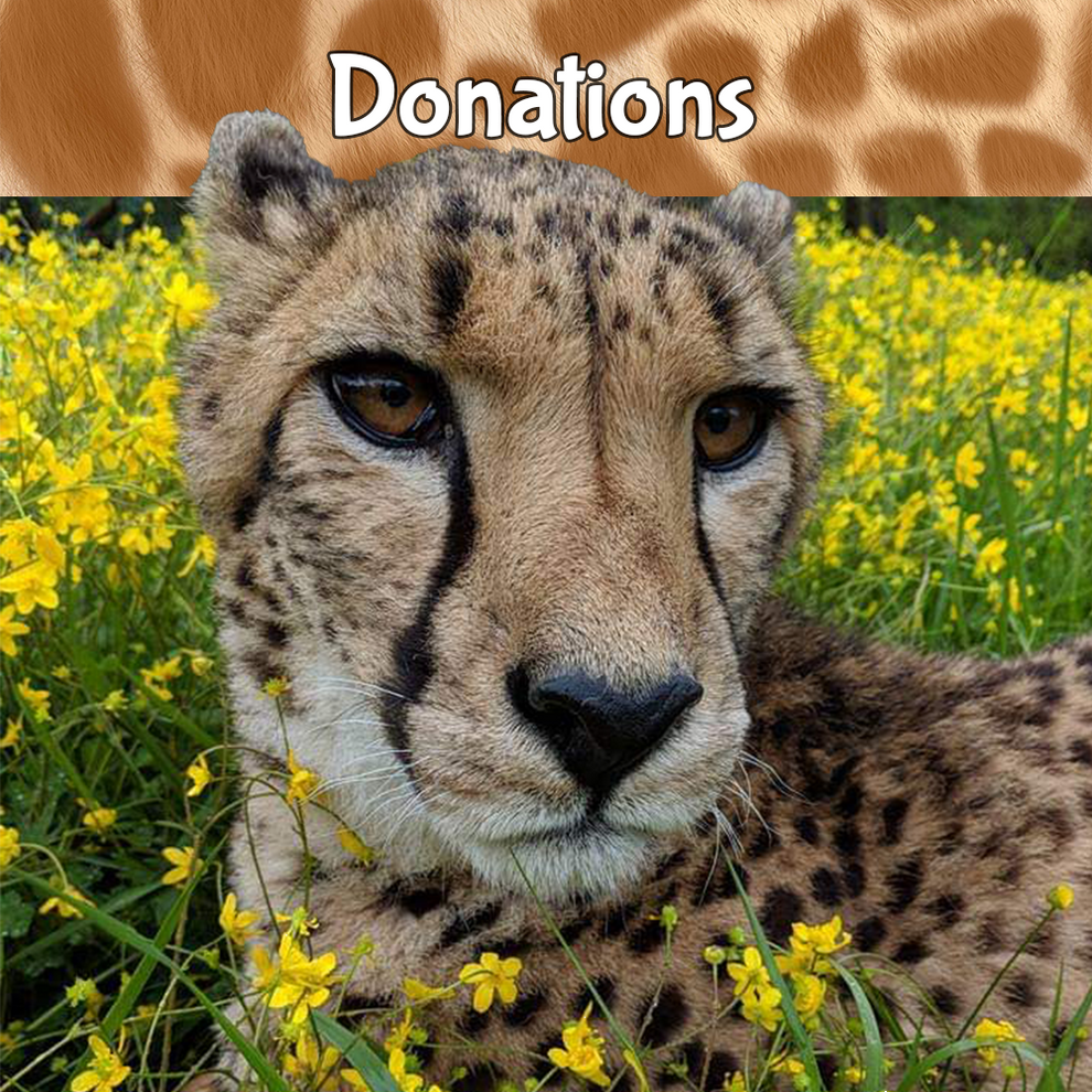 Cheetah Program Donations – Wildlife Safari