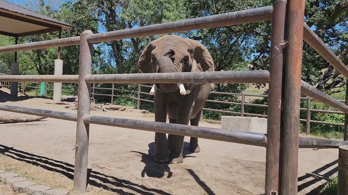 Elephant Encounter – Wildlife Safari